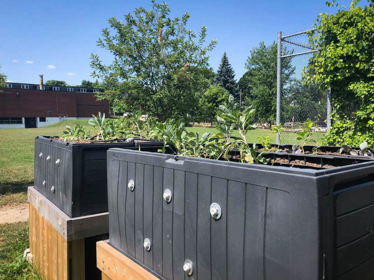 Guelph Collegiate Vocational Institute Community Garden - City of Guelph